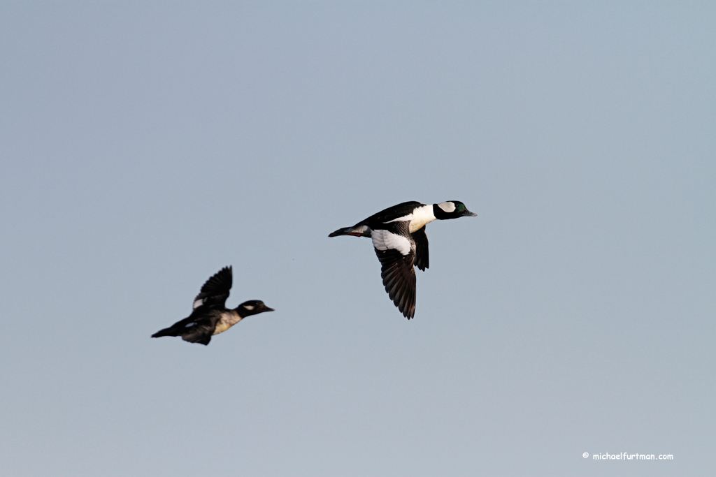 Bufflehead flying